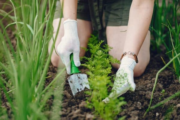 Qué es la quitina y porque es tan importante como fortificante para las ...