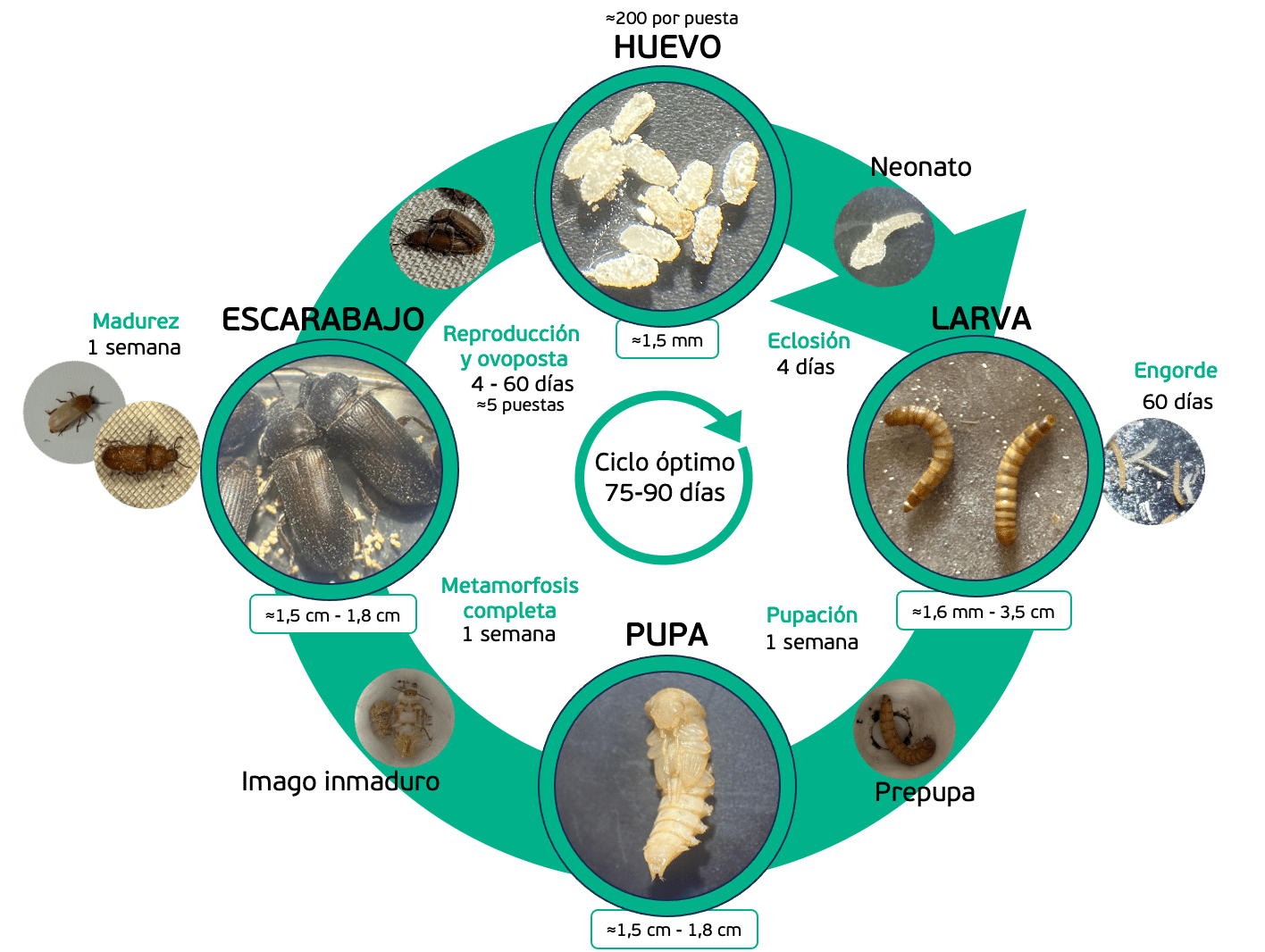 Granja de insectos | Bugcle